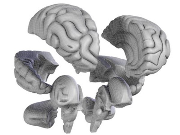 c4d brain sectioned anatomical
