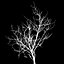 free tree branch 3d model
