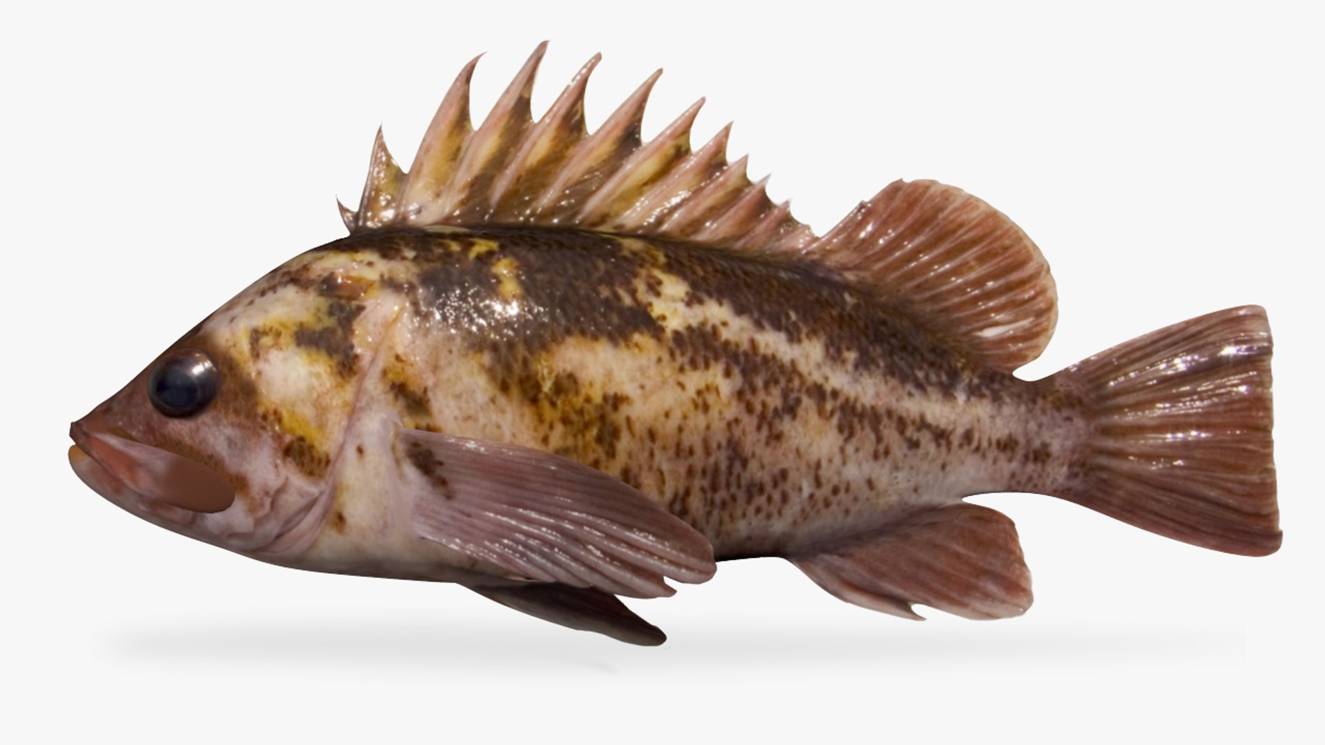 3D Copper Rockfish Model - TurboSquid 1494828