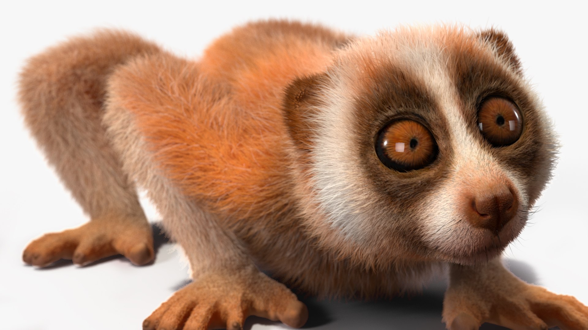 Pygmy Slow Loris Fur 3D Model - TurboSquid 2140071