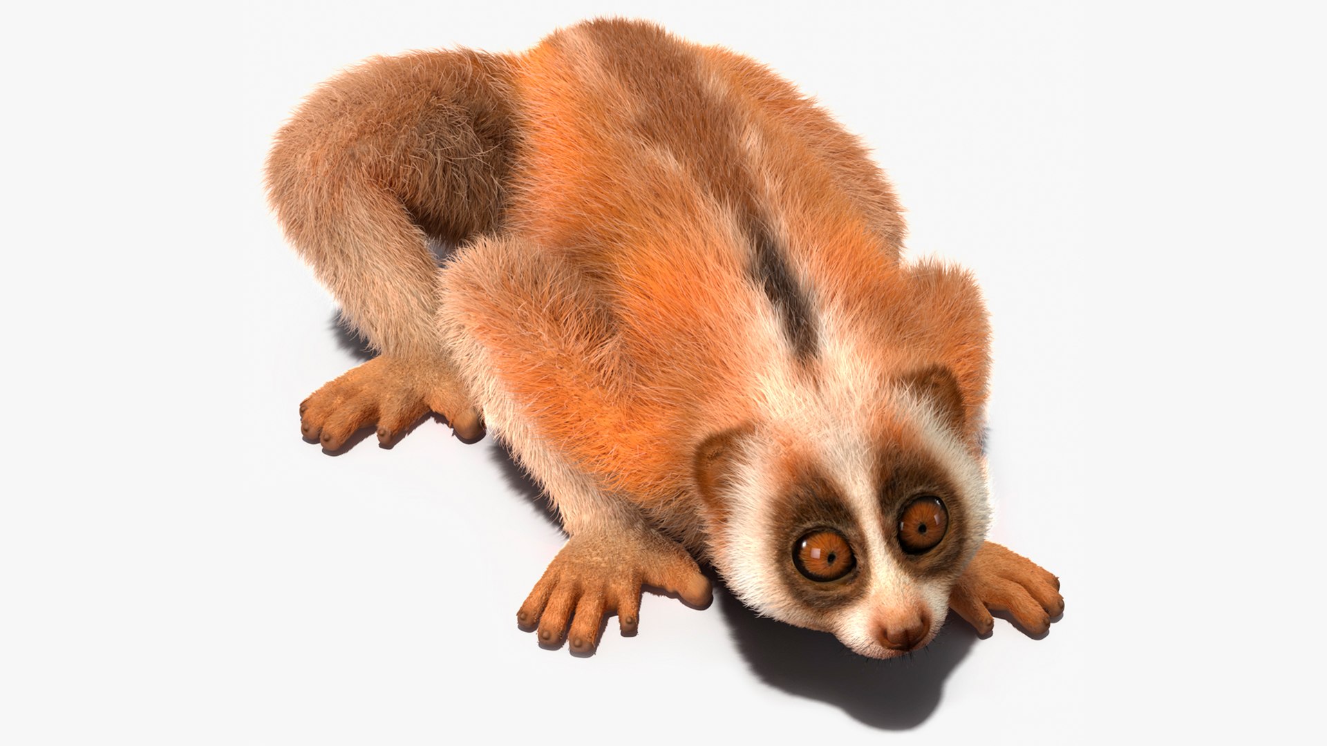 Pygmy Slow Loris Fur 3D Model - TurboSquid 2140071