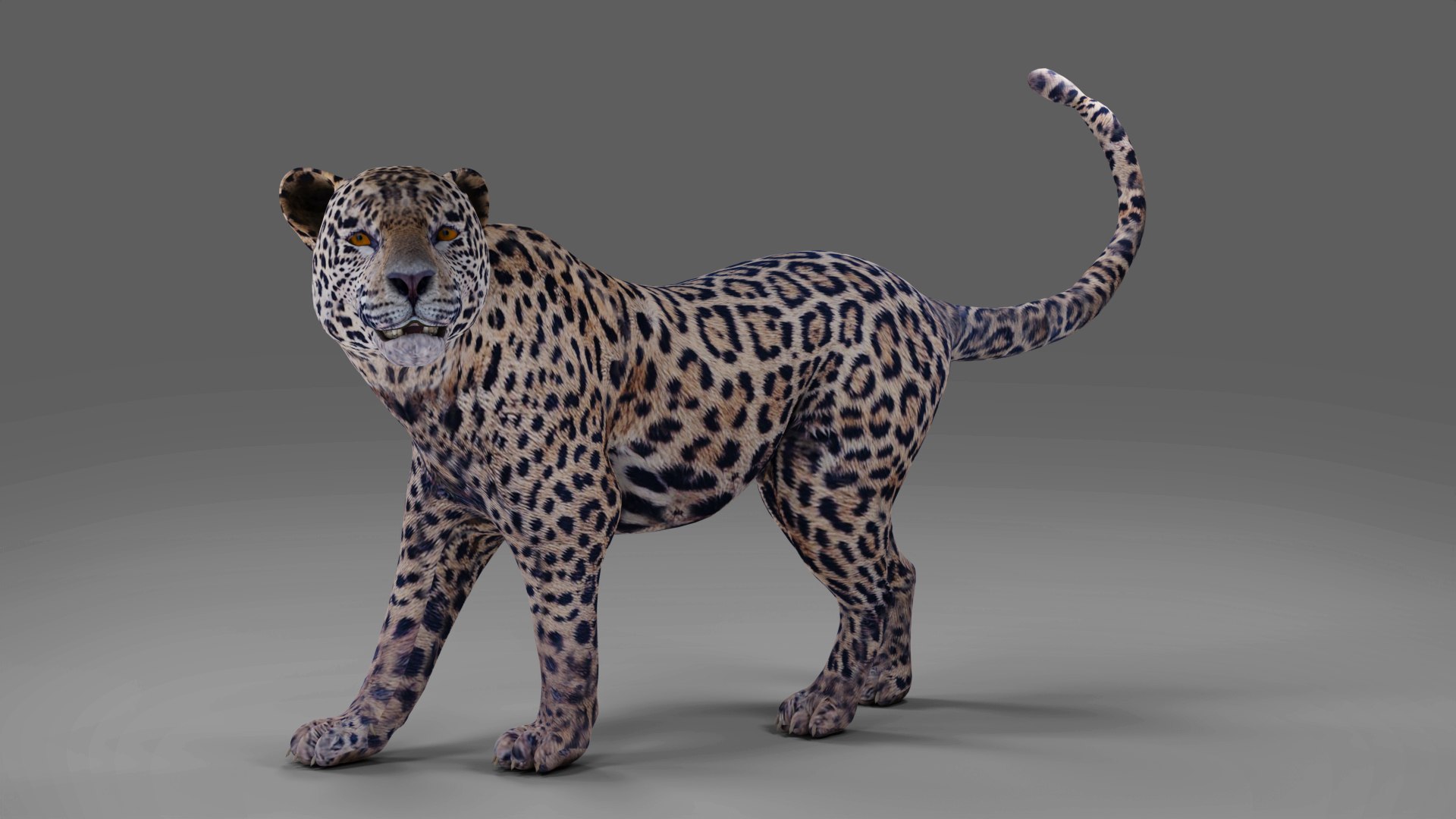 Jaguar V01 Rigged And Animation In Blender Unity Model - TurboSquid 2097666