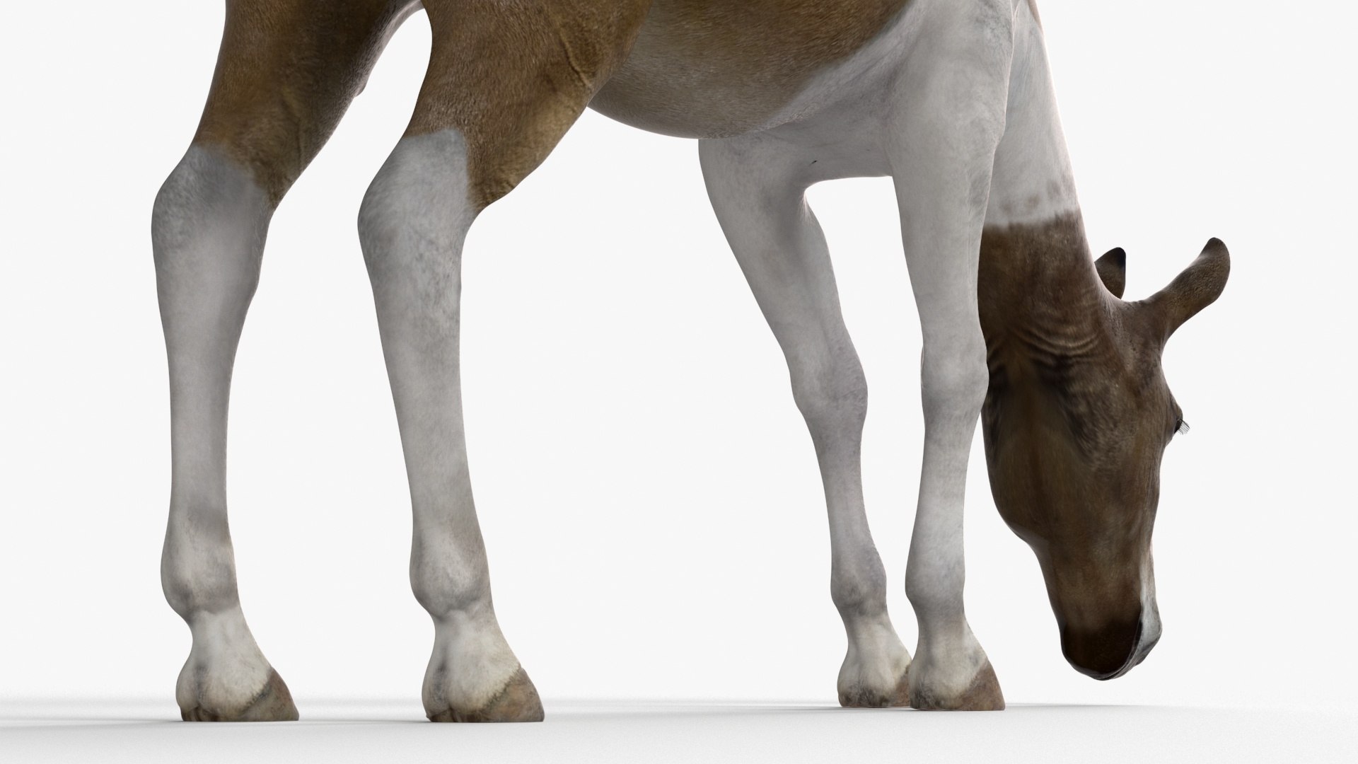 3D Eating Mule Model - TurboSquid 2280229