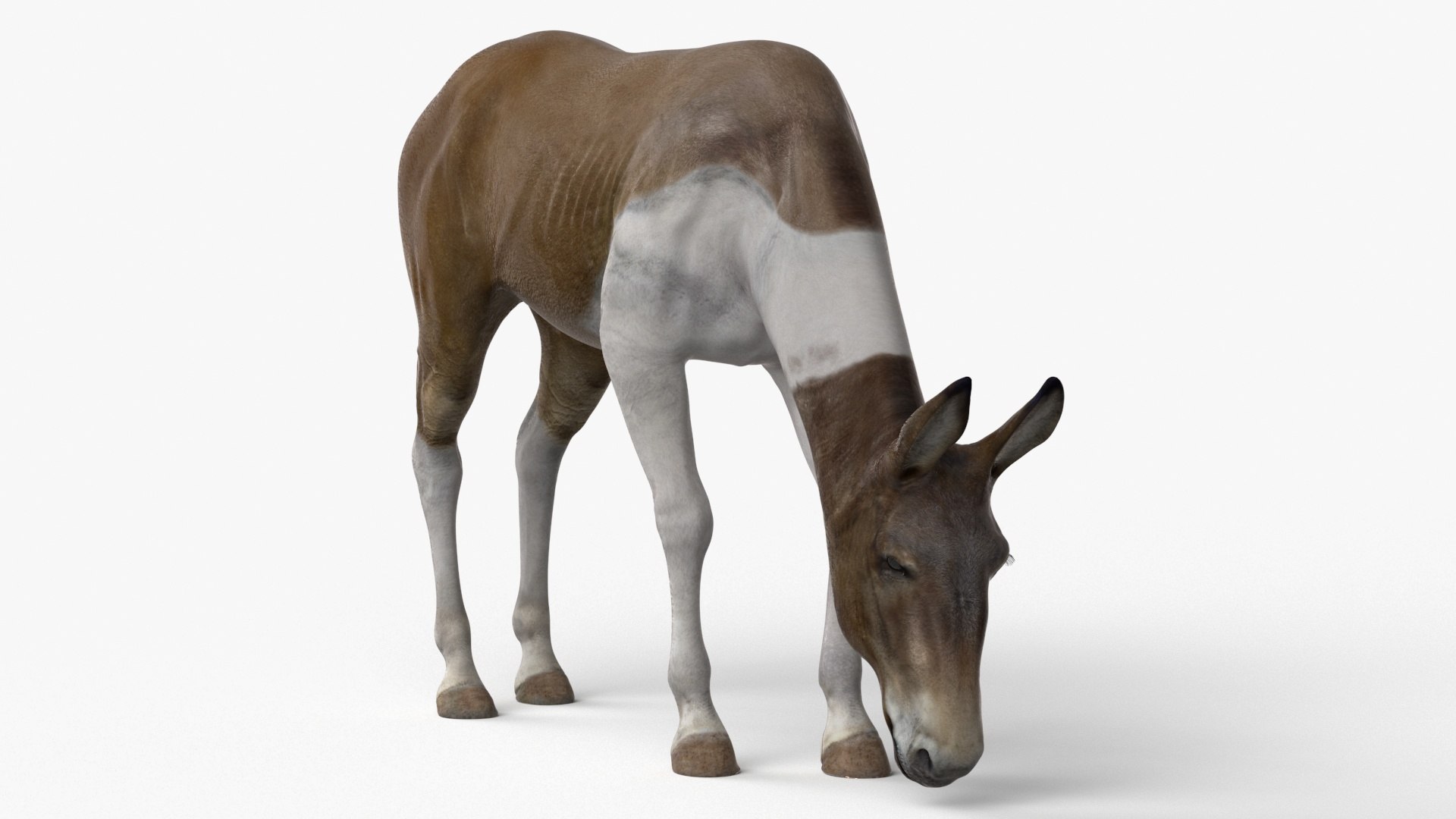3D Eating Mule Model - TurboSquid 2280229