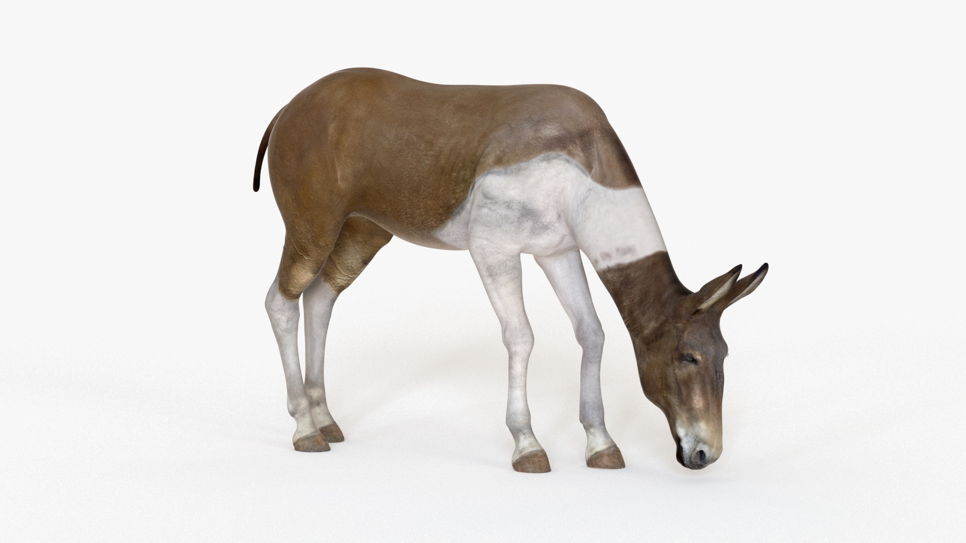 3D Eating Mule Model - TurboSquid 2280229