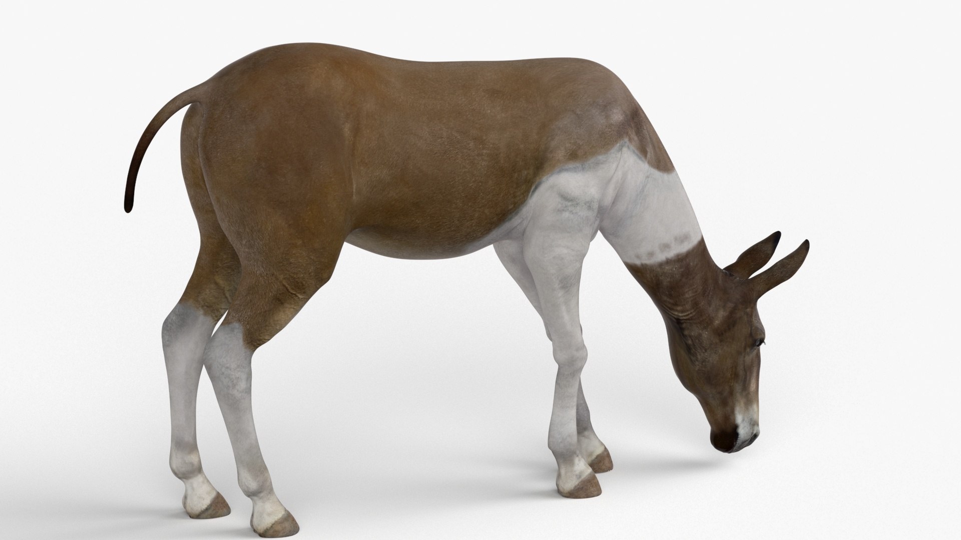 3D Eating Mule Model - TurboSquid 2280229