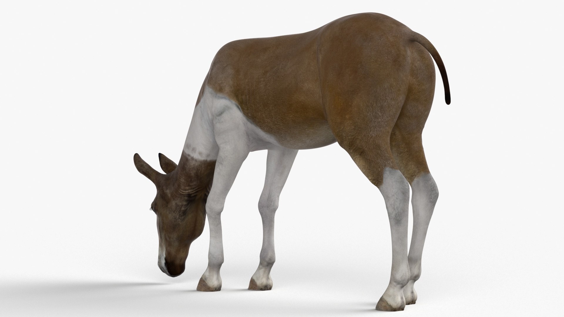3D Eating Mule Model - TurboSquid 2280229