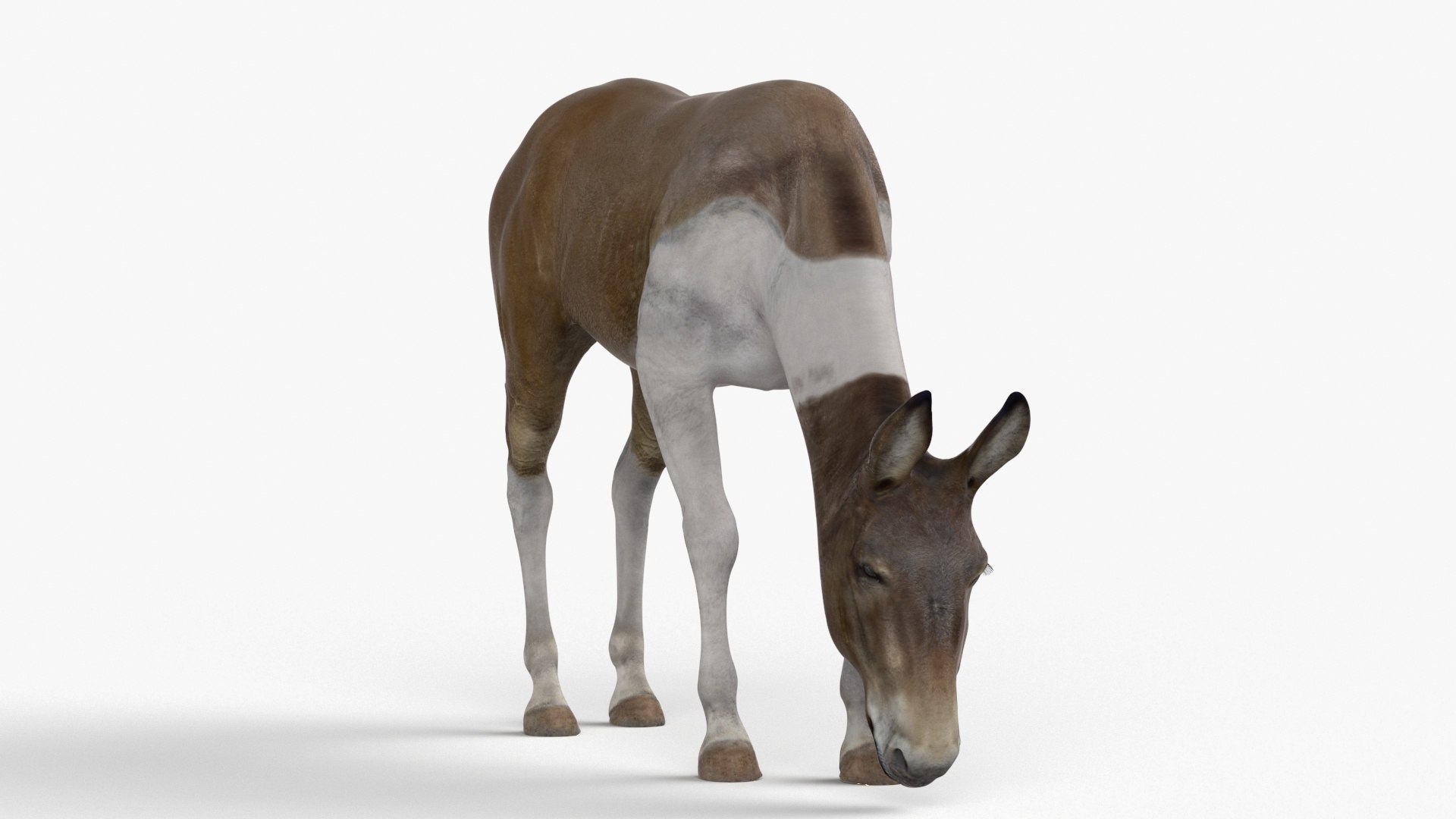 3D Eating Mule Model - TurboSquid 2280229