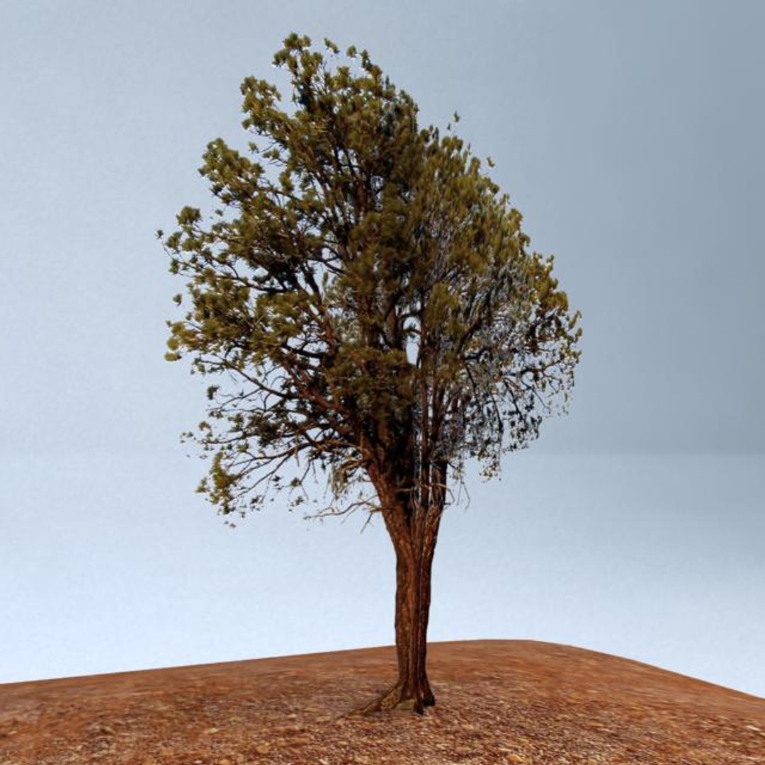 tree environment 3d model