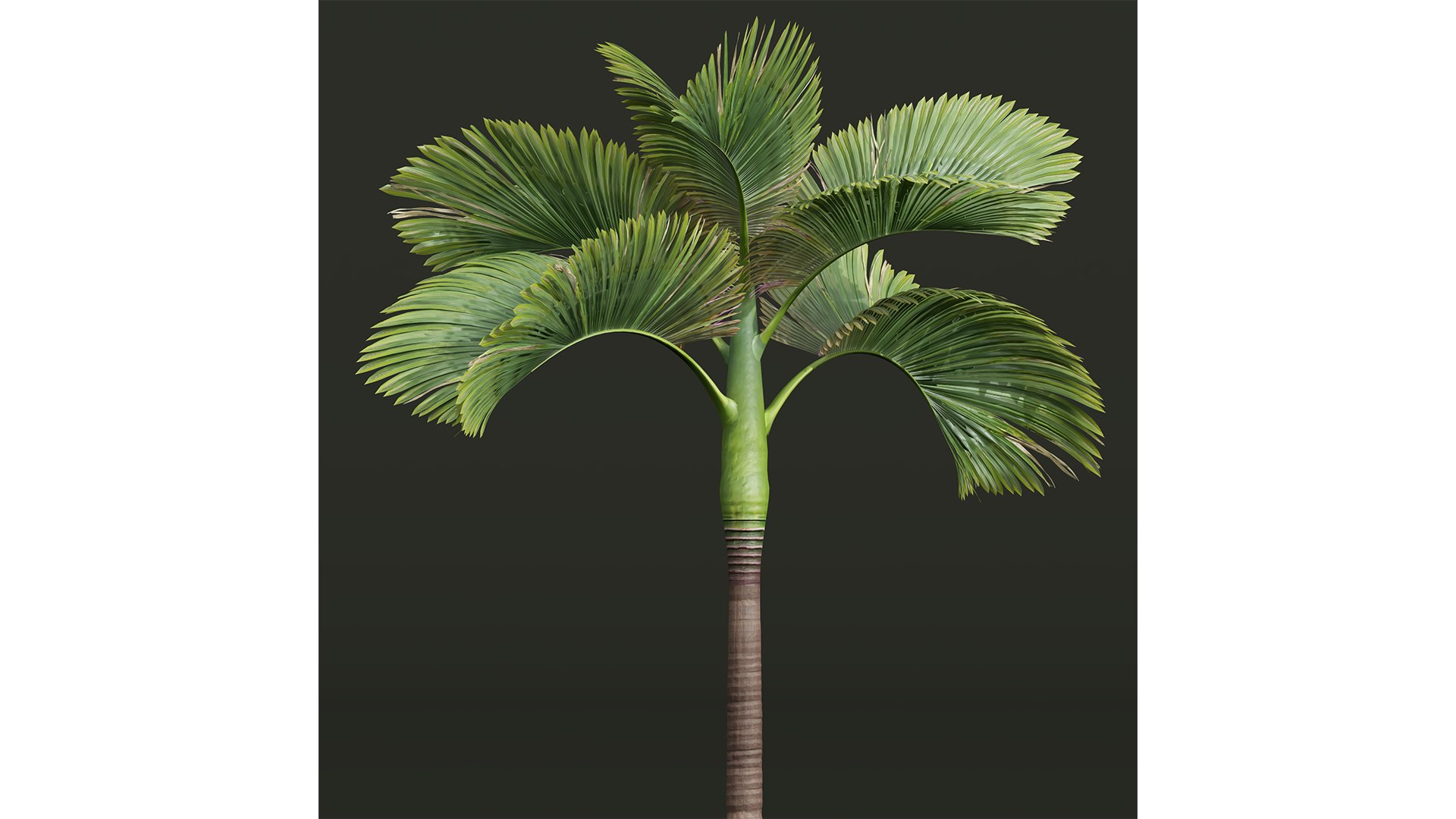 3D Model New Plant High Detail Areca Catechu Decorative Garden ...