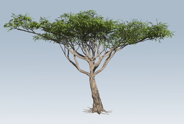 Acacia 3D Models for Download | TurboSquid