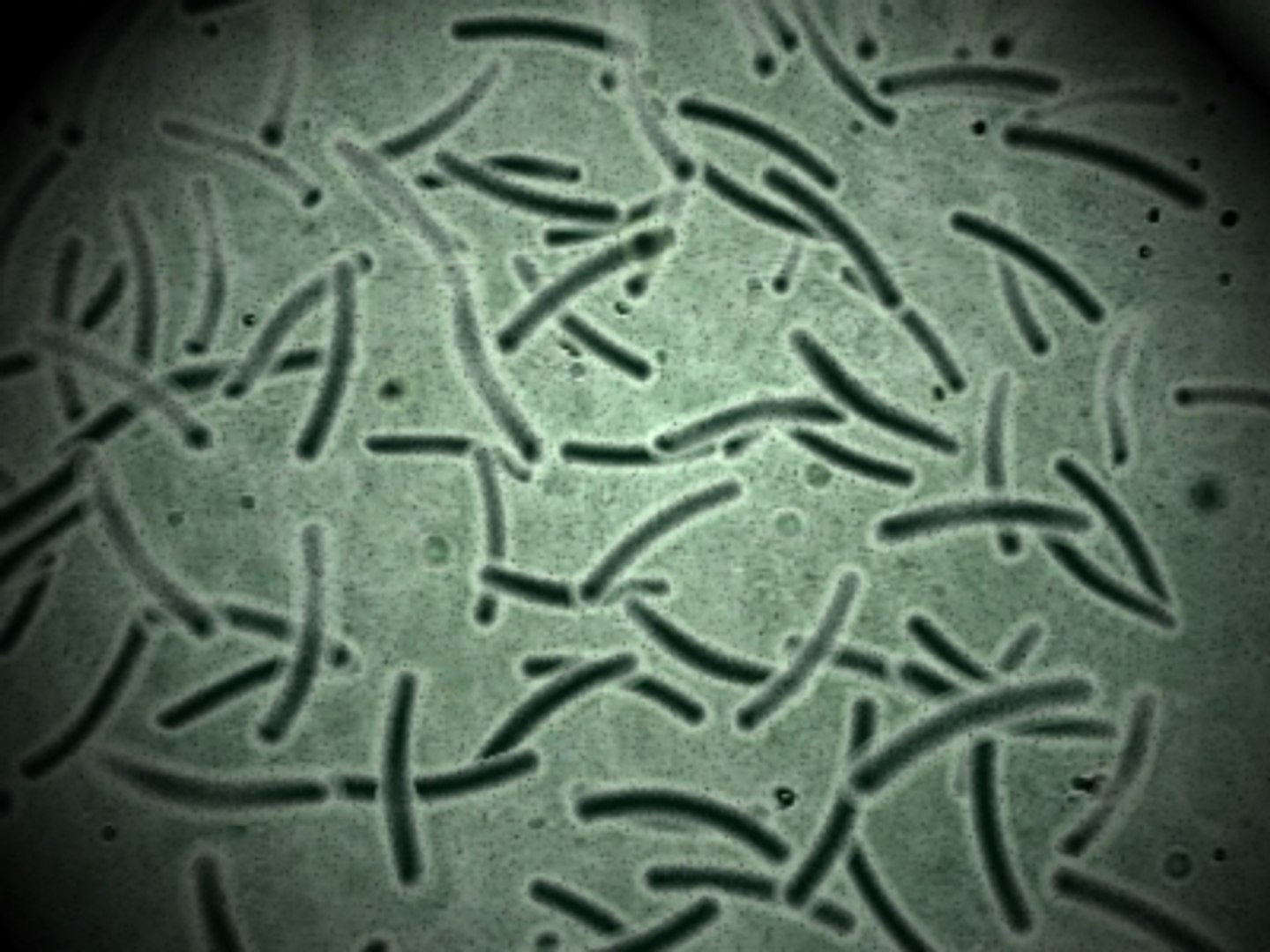 3d Model Realistic Bacterias Cells