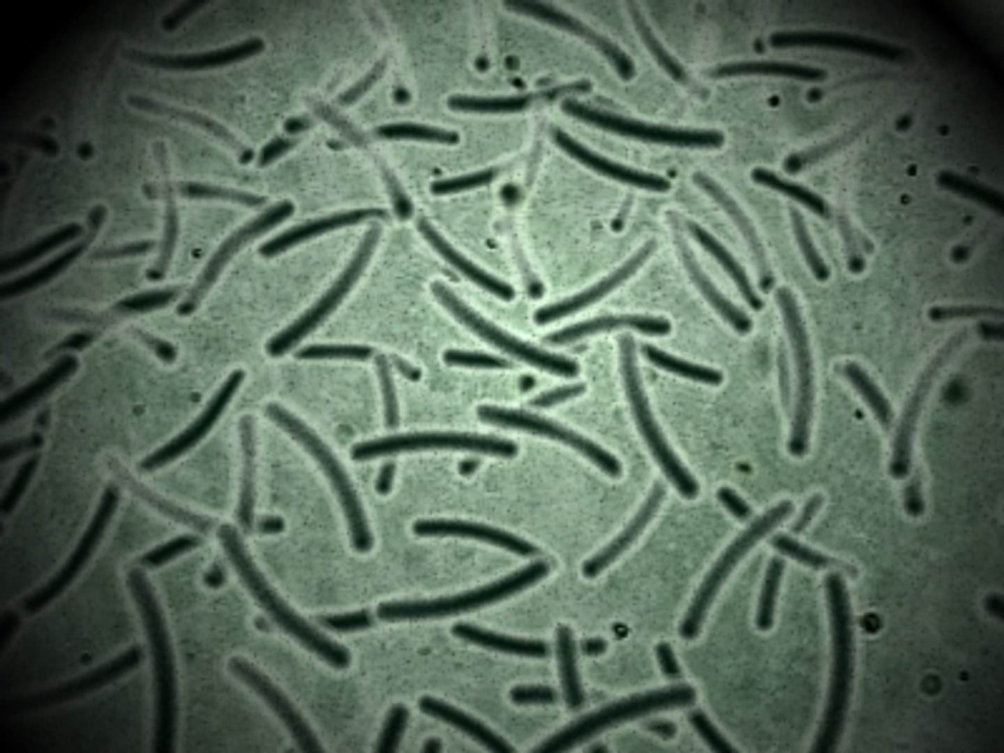 3d Model Realistic Bacterias Cells