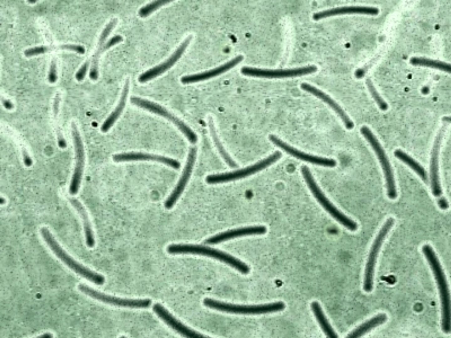 3d Model Realistic Bacterias Cells