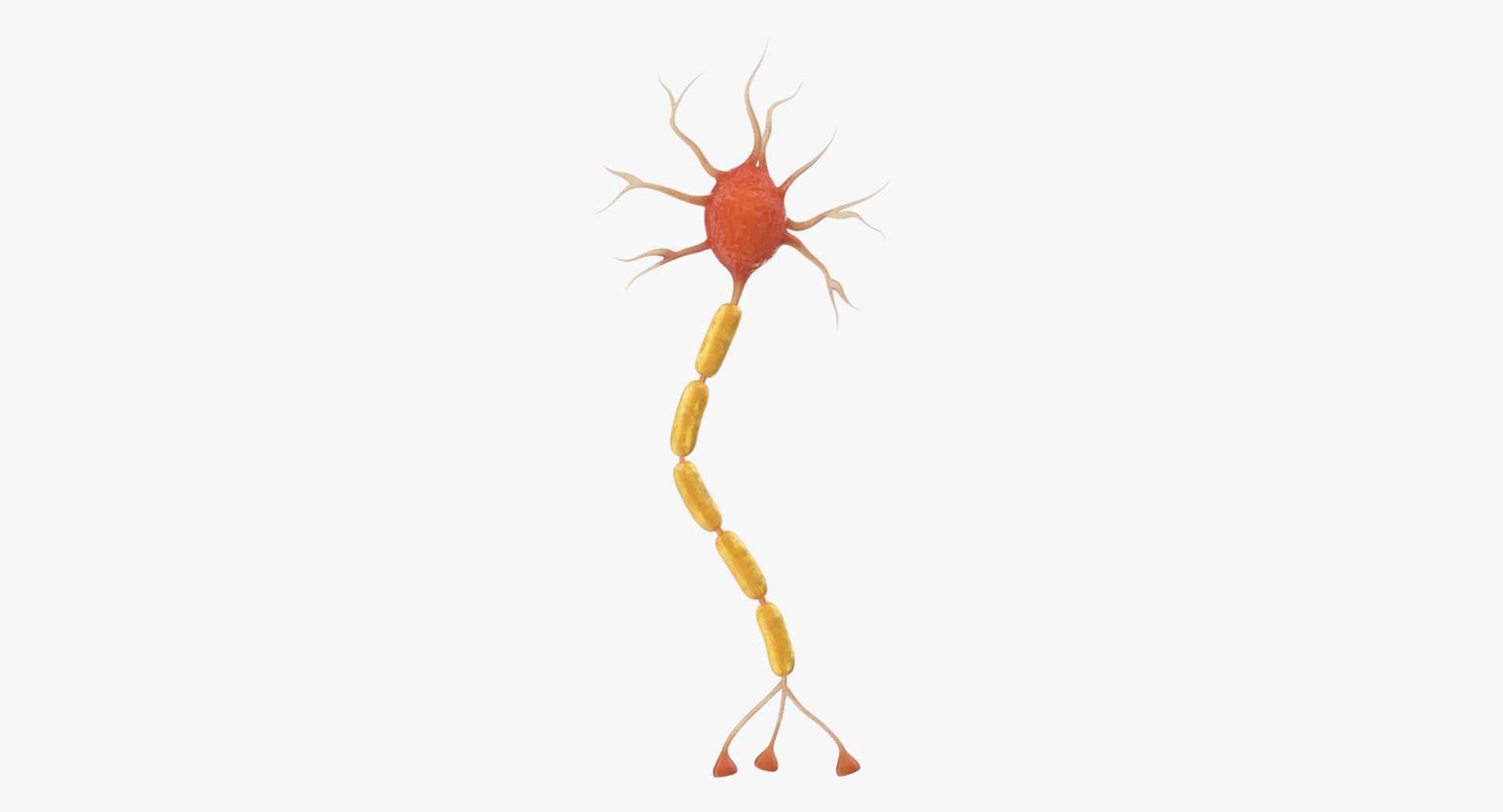 Neuron Nerve Cell 3D Model - TurboSquid 1340192