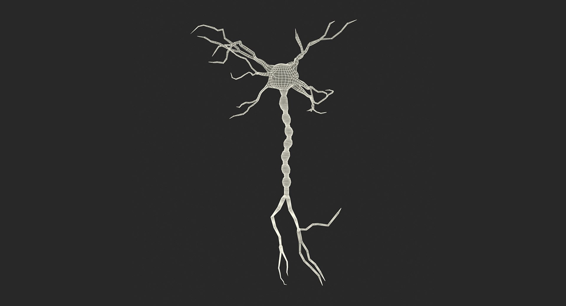 Neuron Nerve Cell 3D Model - TurboSquid 1340192