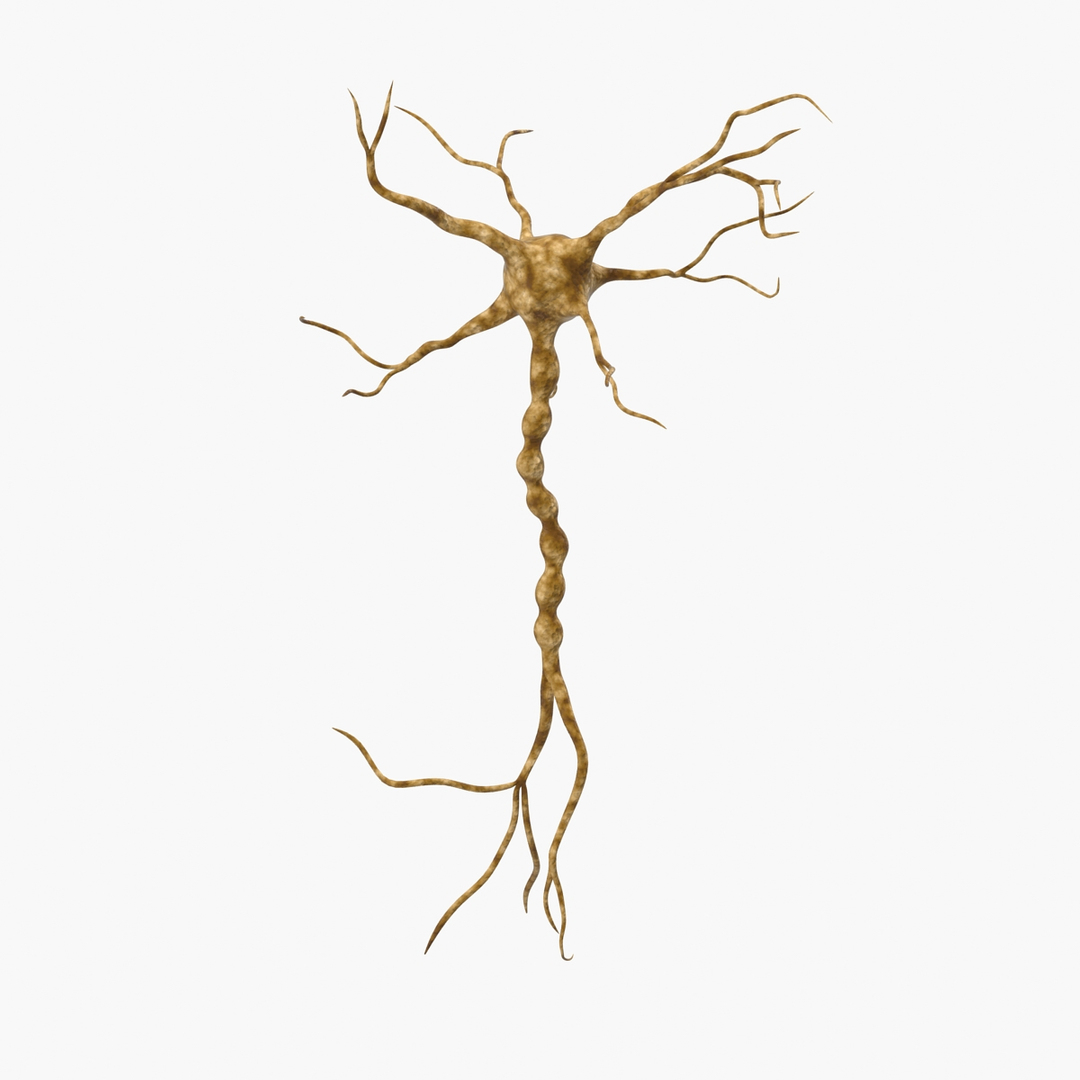 Neuron Nerve Cell 3D Model - TurboSquid 1340192