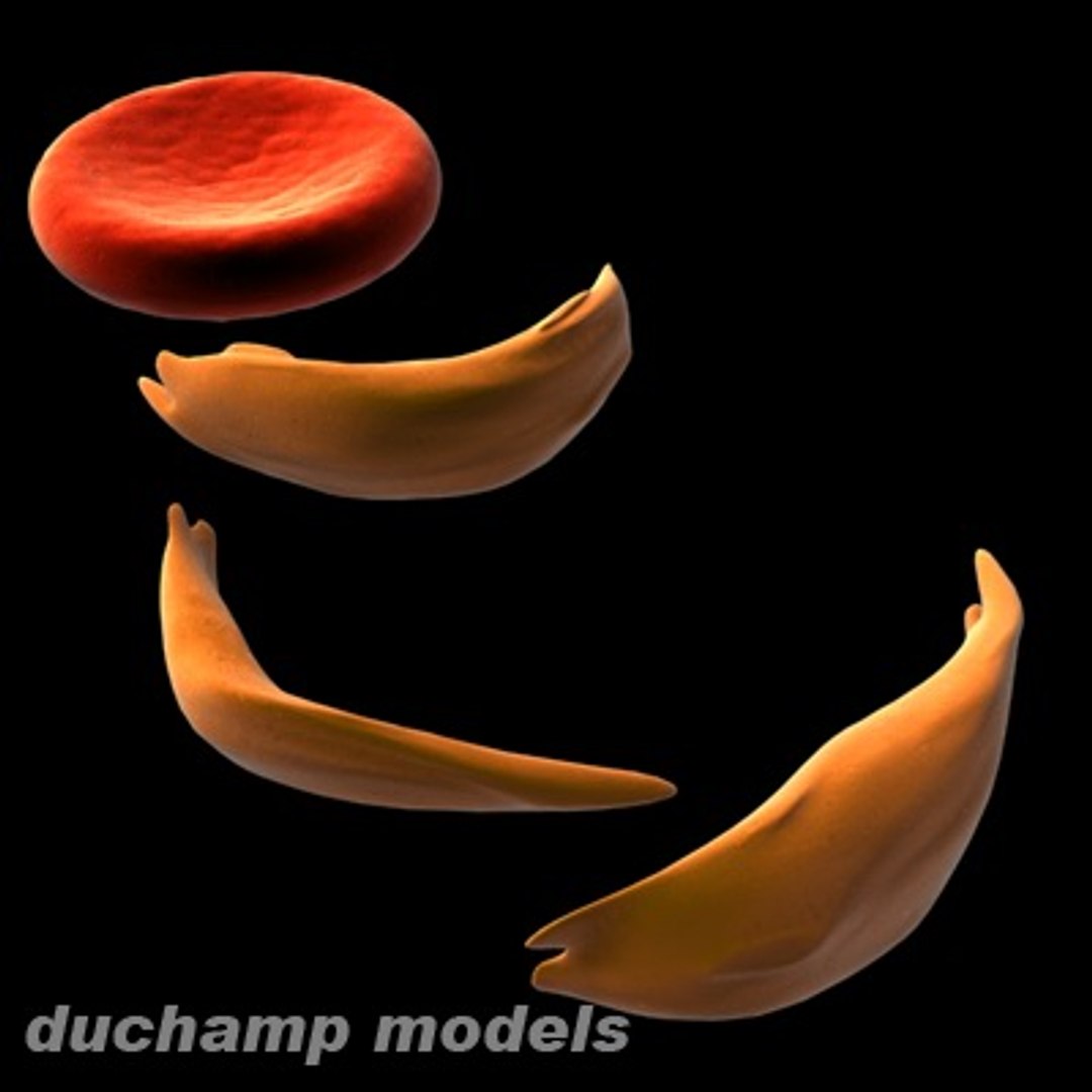 Classical Blood Cell Version 3d Model
