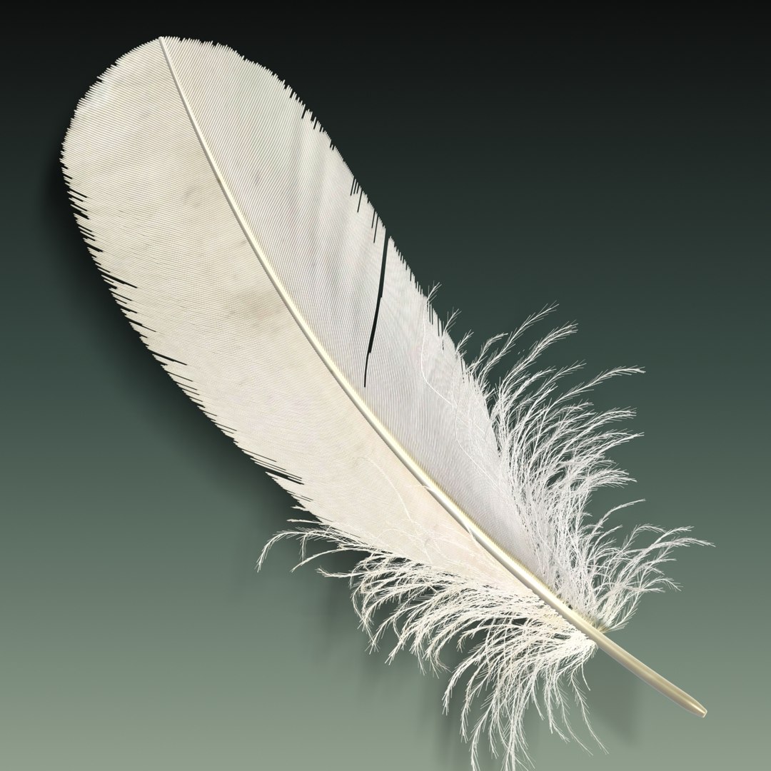 Max Realistic Bird Feather