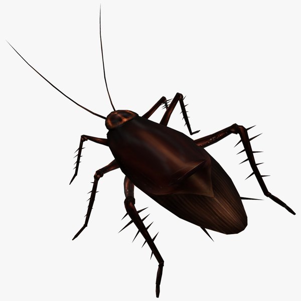 modelo 3d animated cockroach - TurboSquid 2057162