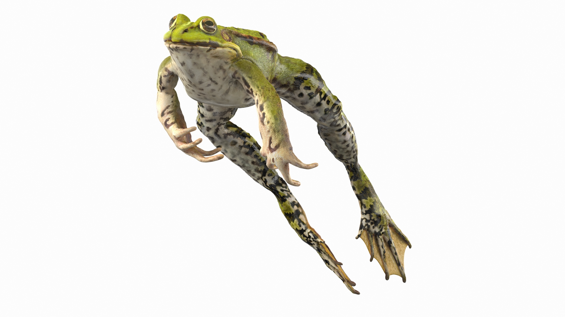 3D Frog Jumping Pose Model - TurboSquid 1737531