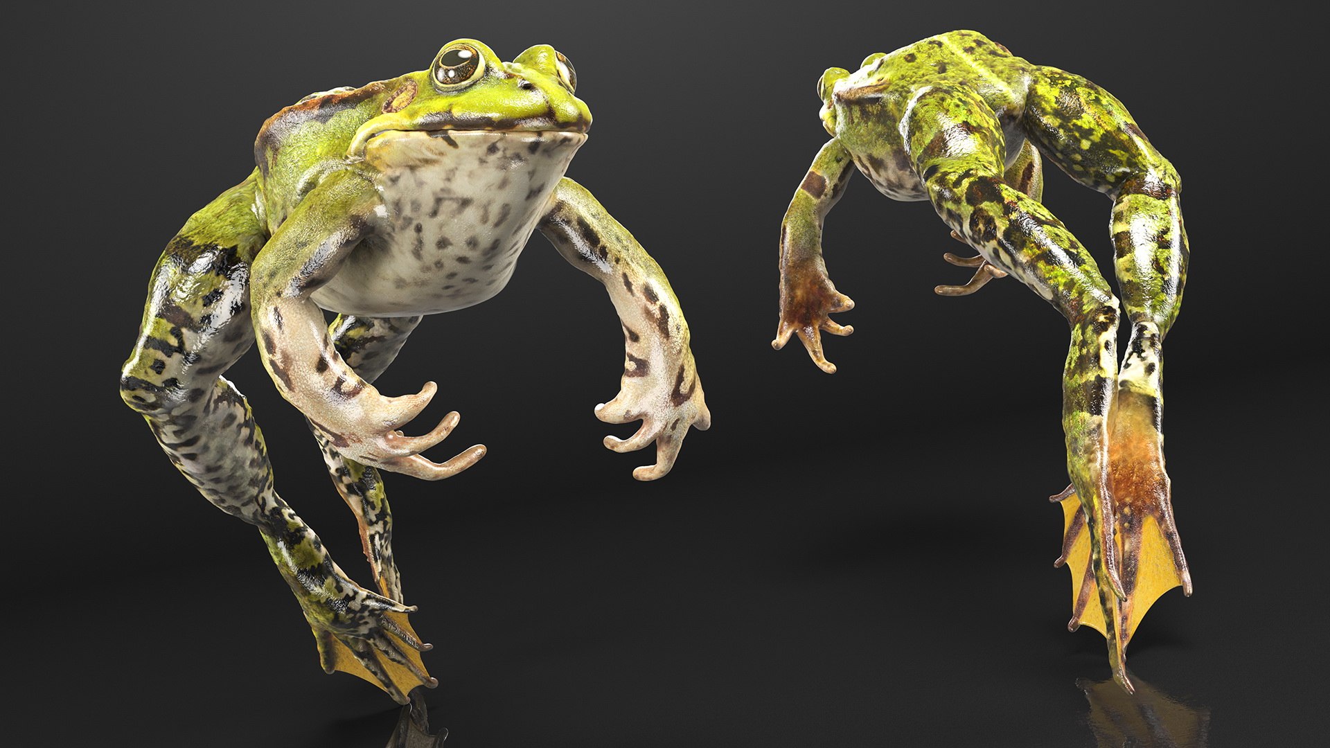 3D Frog Jumping Pose Model - TurboSquid 1737531