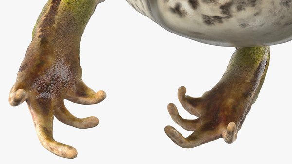3D Frog Jumping Pose model - TurboSquid 1737531