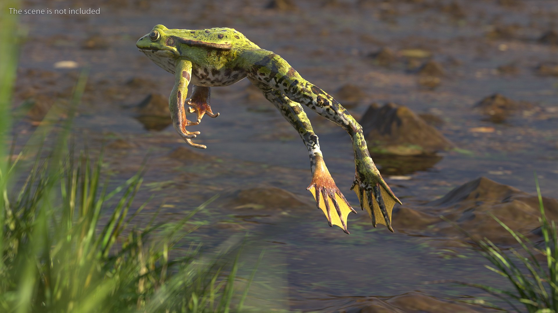 3D Frog Jumping Pose Model - TurboSquid 1737531