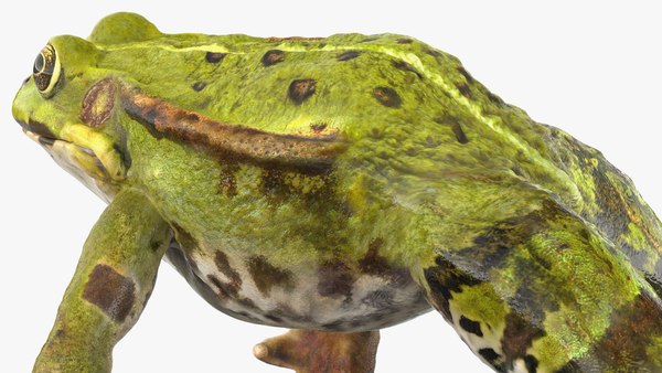 3D Frog Jumping Pose model - TurboSquid 1737531