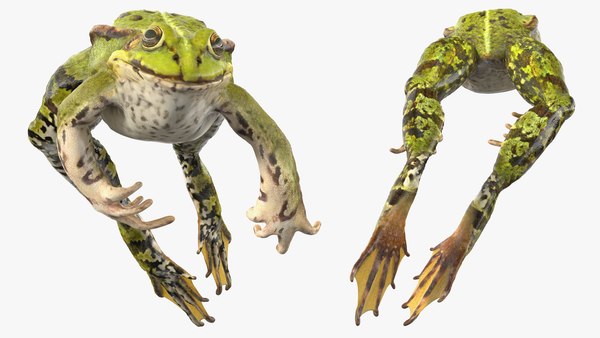 3D Frog Jumping Pose model - TurboSquid 1737531