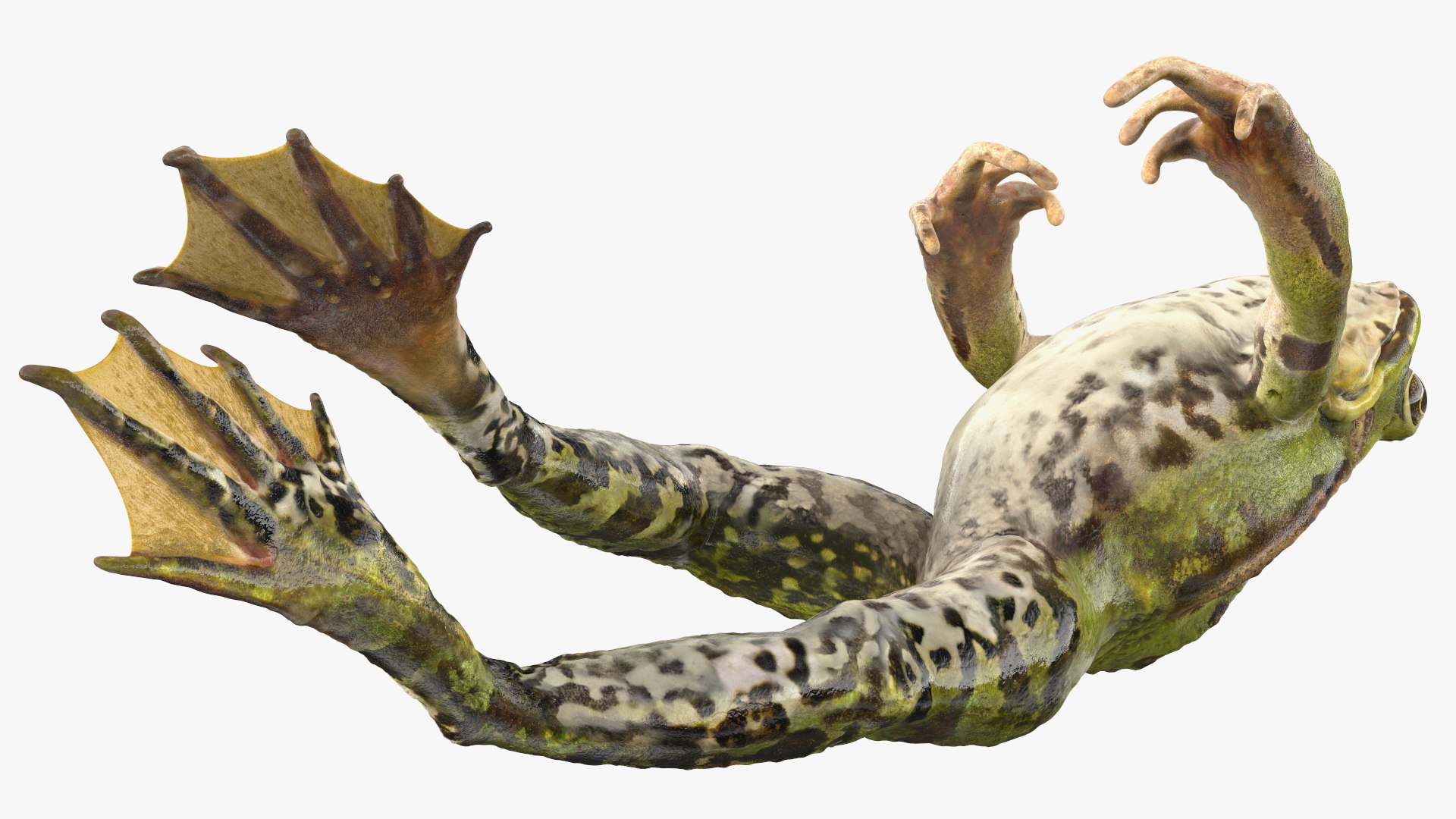 3D Frog Jumping Pose model - TurboSquid 1737531
