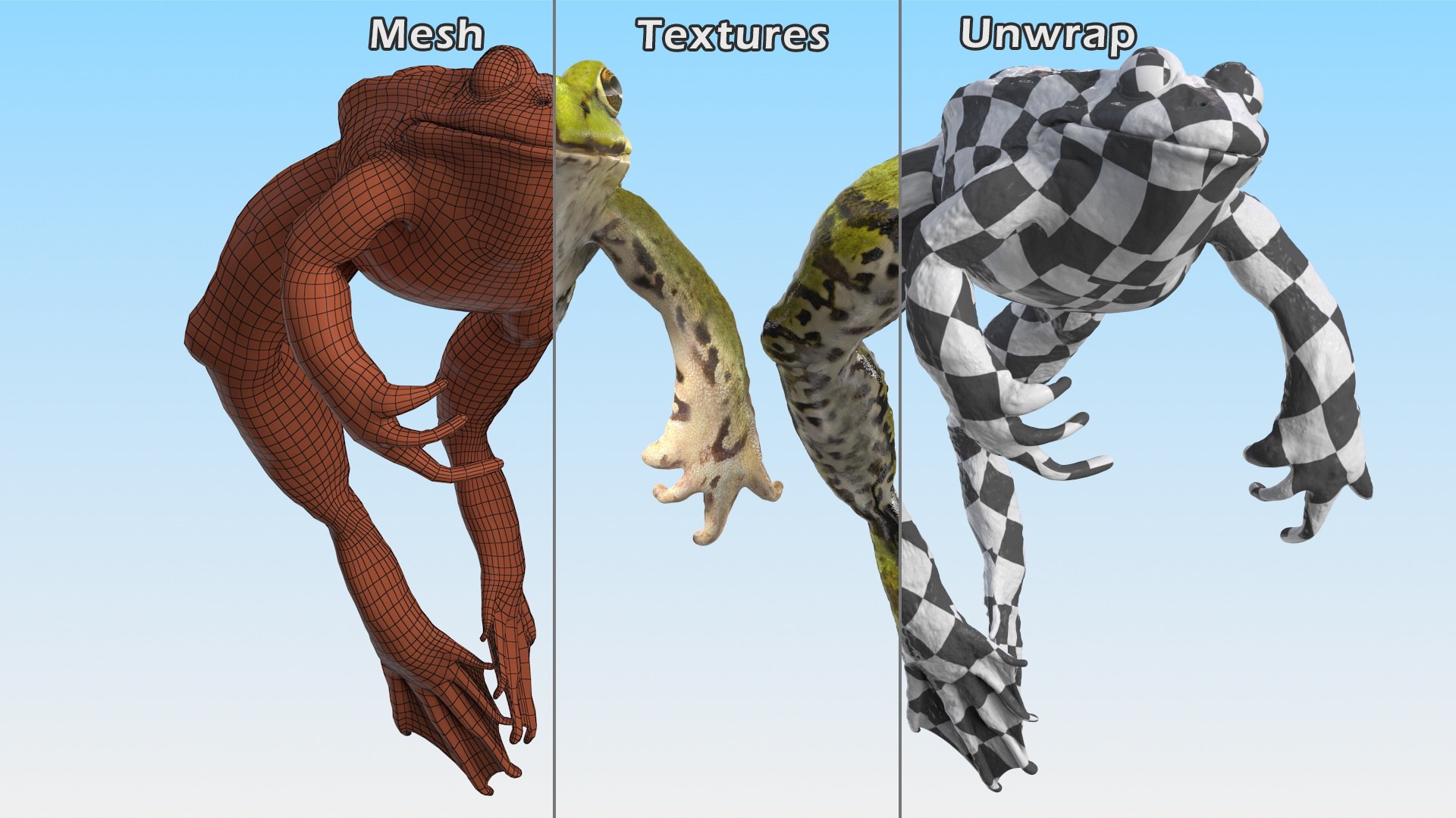 3D Frog Jumping Pose model - TurboSquid 1737531