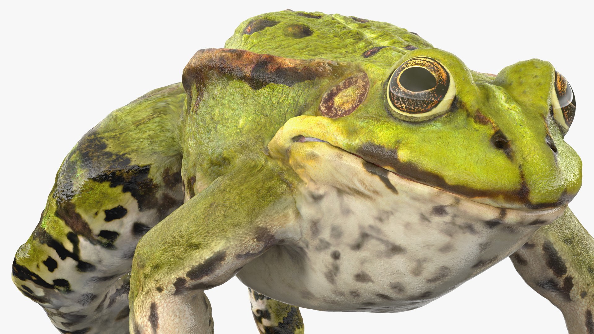 3D Frog Jumping Pose model - TurboSquid 1737531