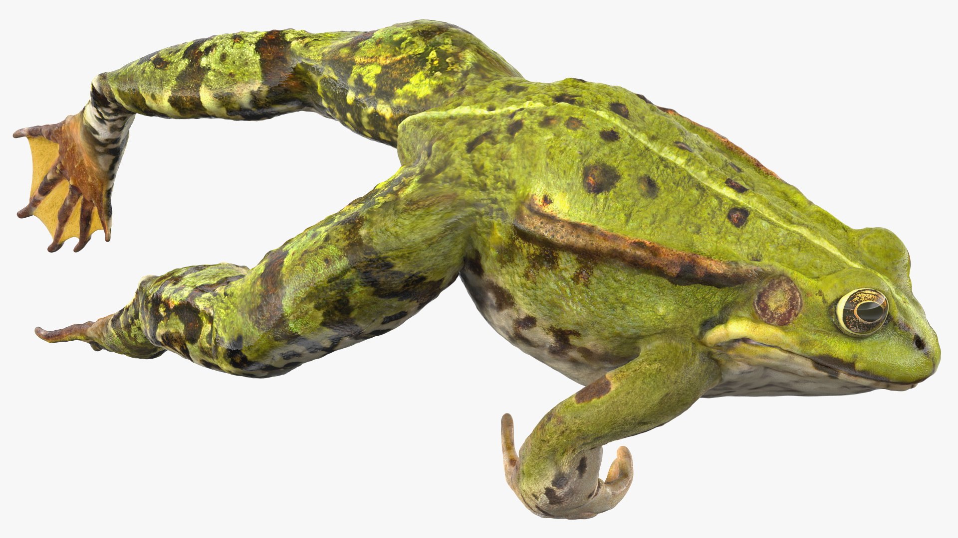 3D Frog Jumping Pose model - TurboSquid 1737531