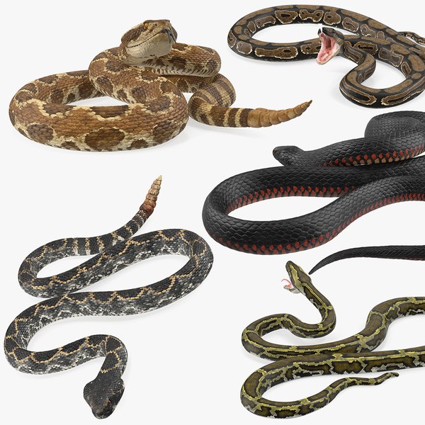 Rattlesnake 3D Models for Download | TurboSquid