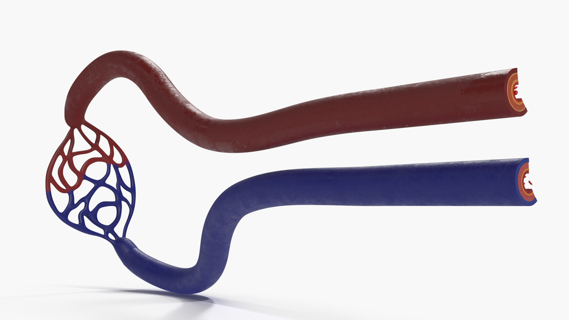 3D human blood vessels capillary model - TurboSquid 1652764