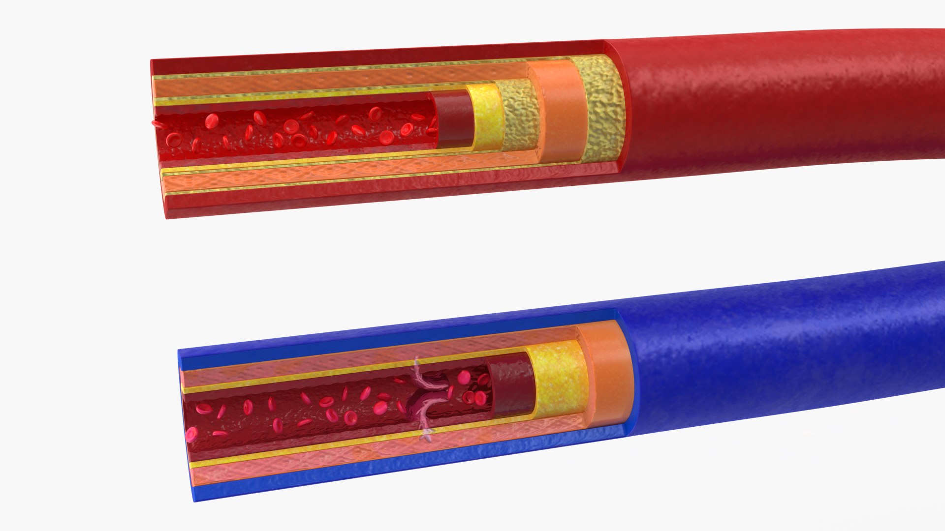 3D Human Blood Vessels Capillary Model - TurboSquid 1652764