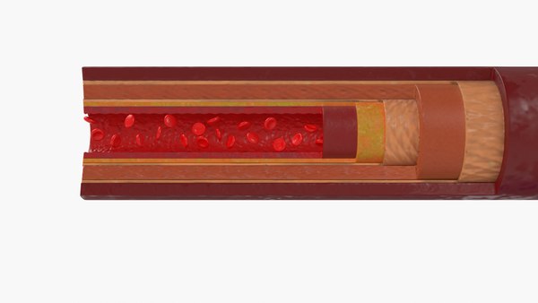 3D human blood vessels capillary model - TurboSquid 1652764