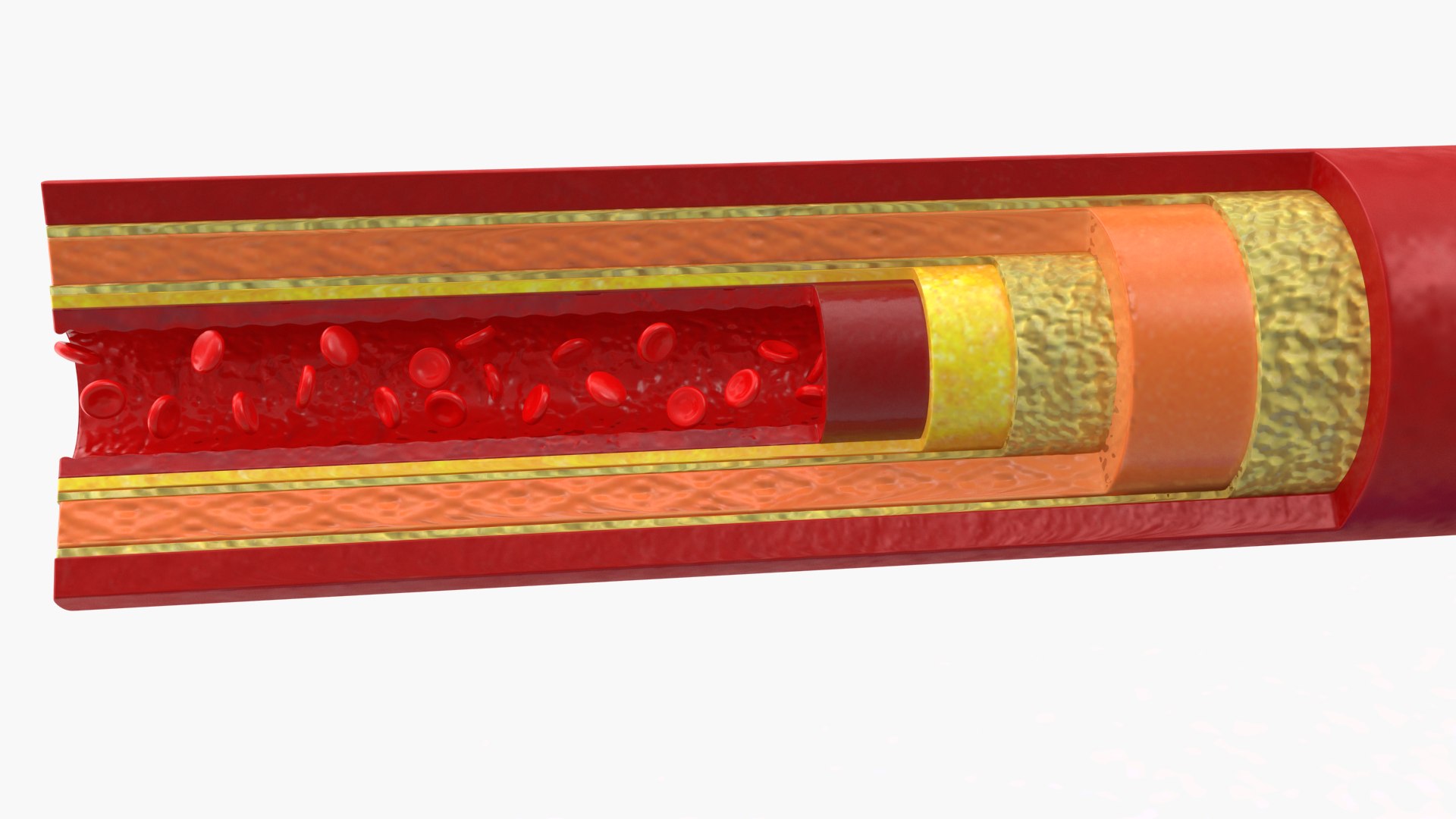 3D Human Blood Vessels Capillary Model - TurboSquid 1652764