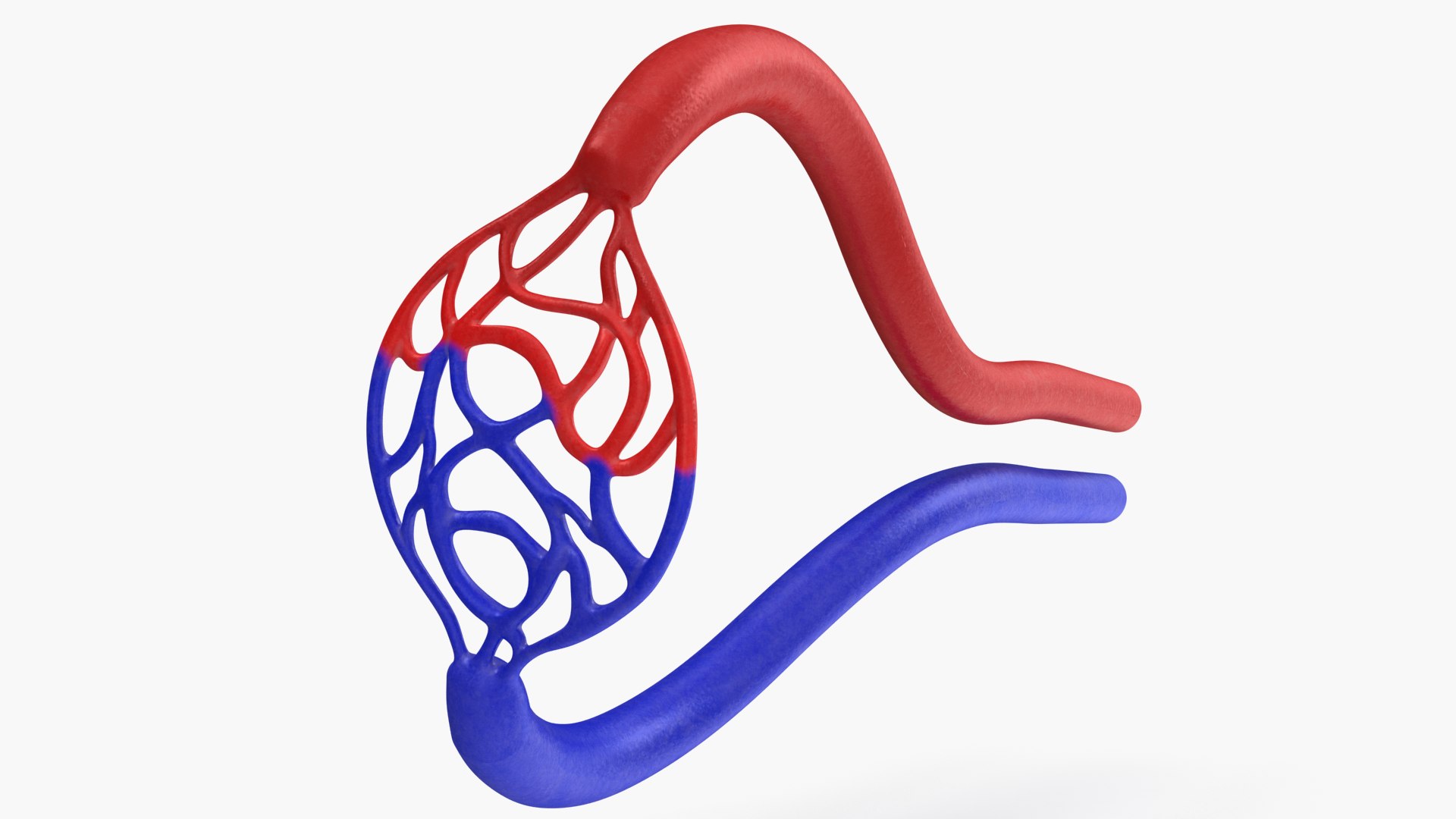 3D Human Blood Vessels Capillary Model - TurboSquid 1652764