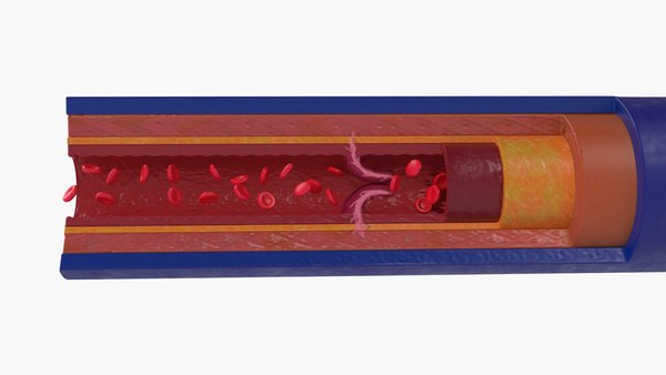 3D human blood vessels capillary model - TurboSquid 1652764