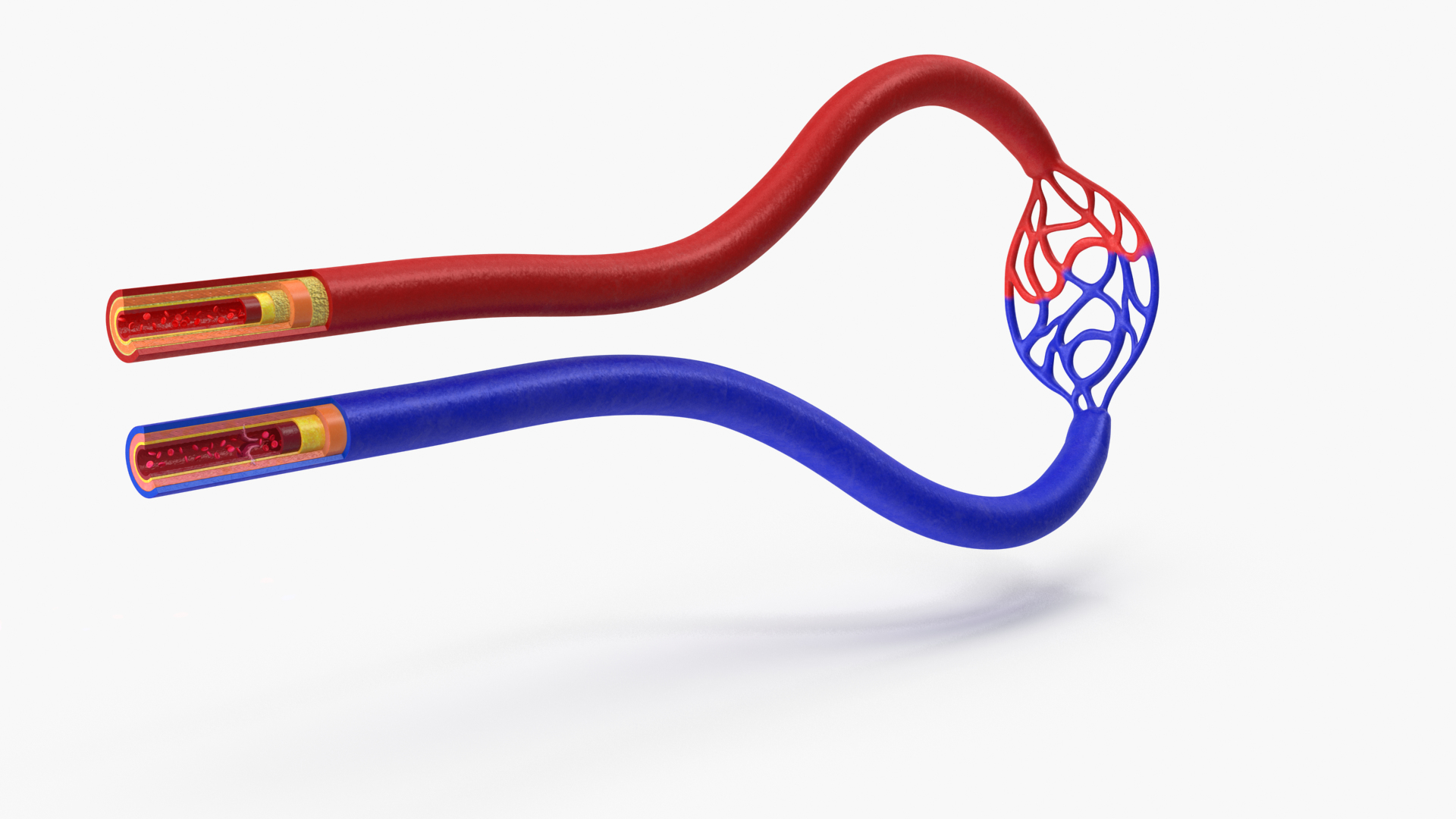 3D Human Blood Vessels Capillary Model - TurboSquid 1652764