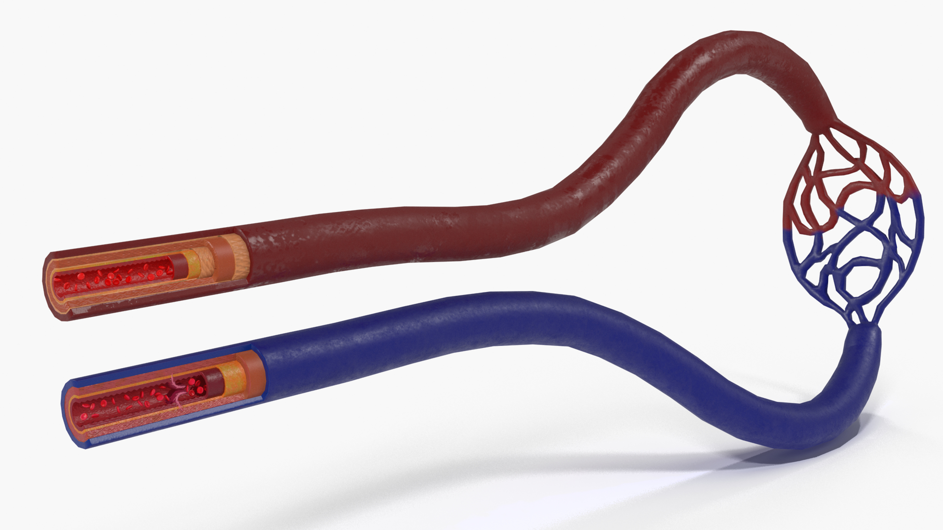 3D human blood vessels capillary model - TurboSquid 1652764