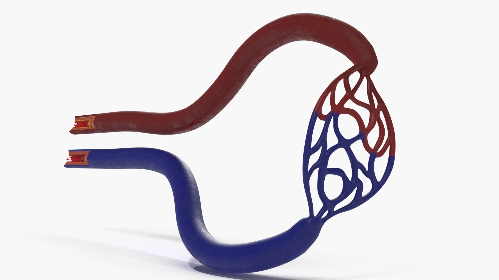 3D human blood vessels capillary model - TurboSquid 1652764