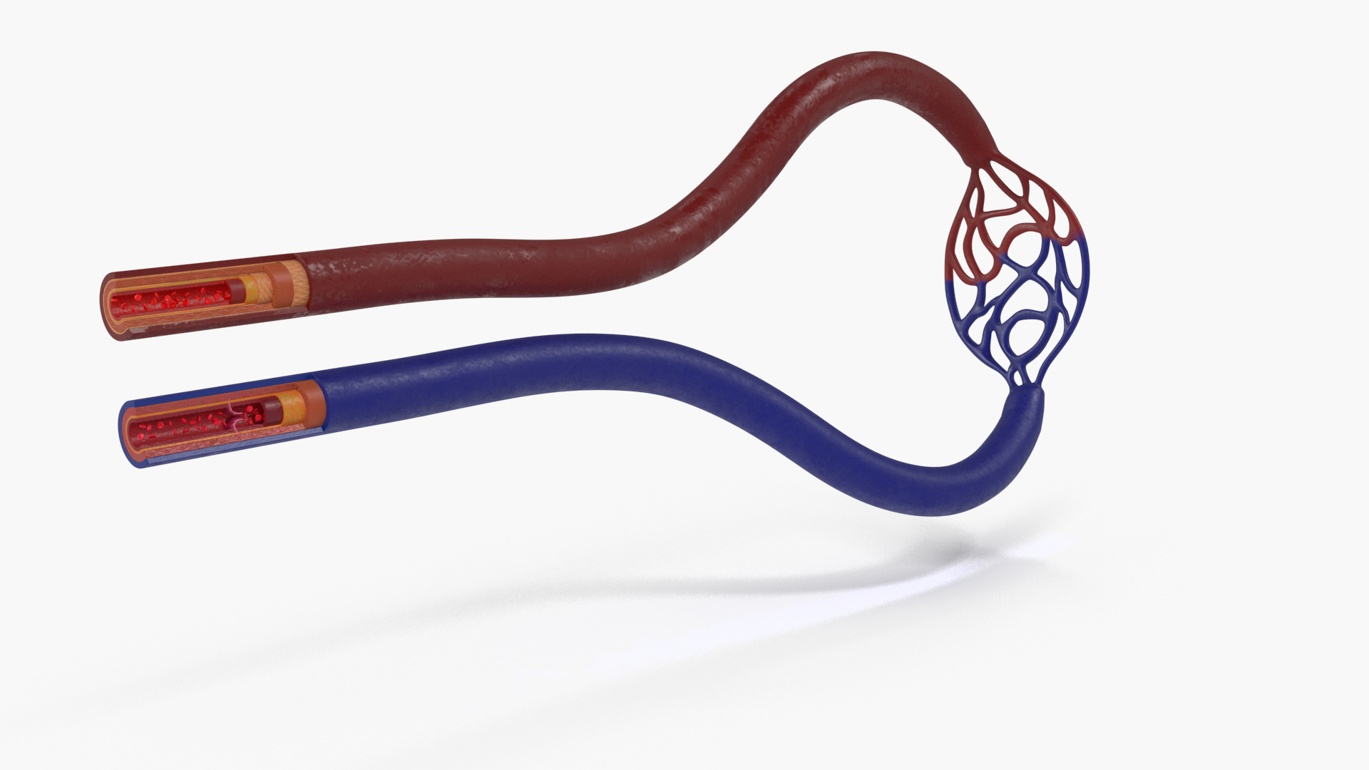 3D human blood vessels capillary model - TurboSquid 1652764