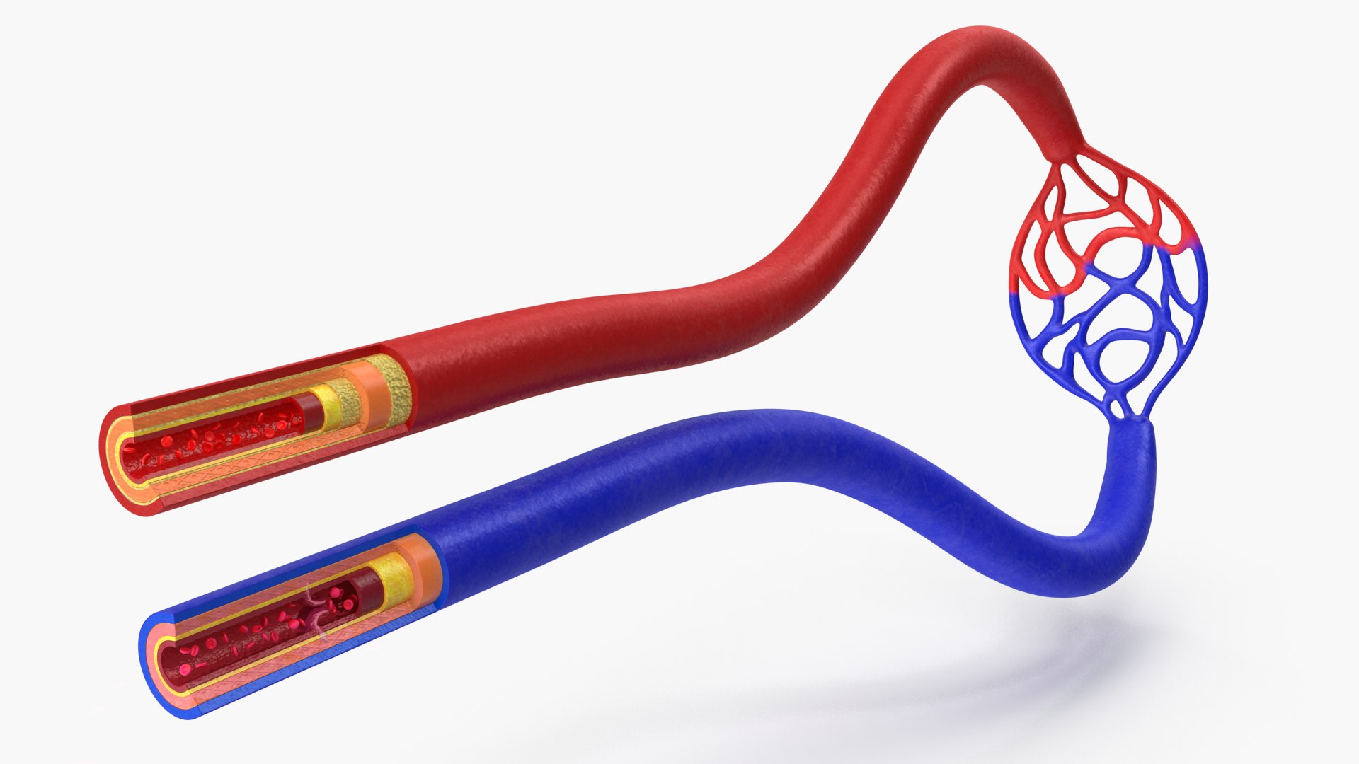 혈관 모세관 3D 모델 - TurboSquid 1652764