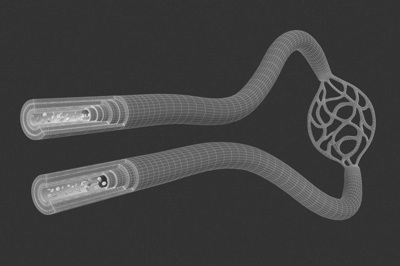 3D Human Blood Vessels Capillary Model - TurboSquid 1652764