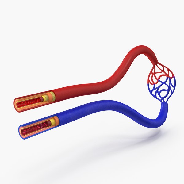 Capillary 3D Models for Download | TurboSquid