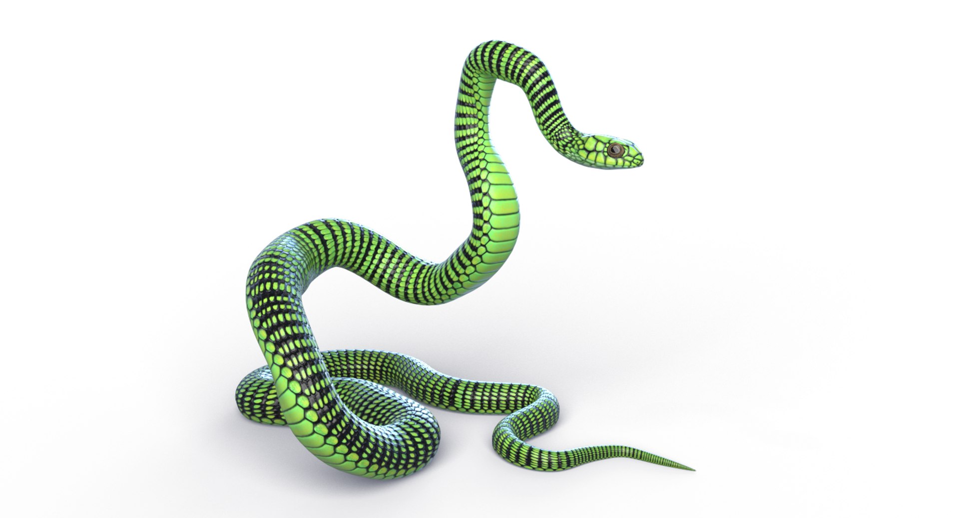 Boomslang snake reptile animation model - TurboSquid 1392820