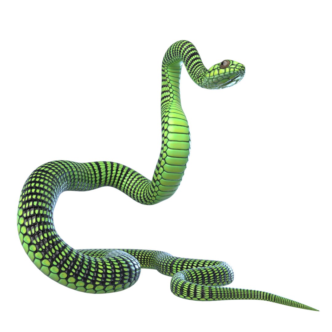 Boomslang snake reptile animation model - TurboSquid 1392820